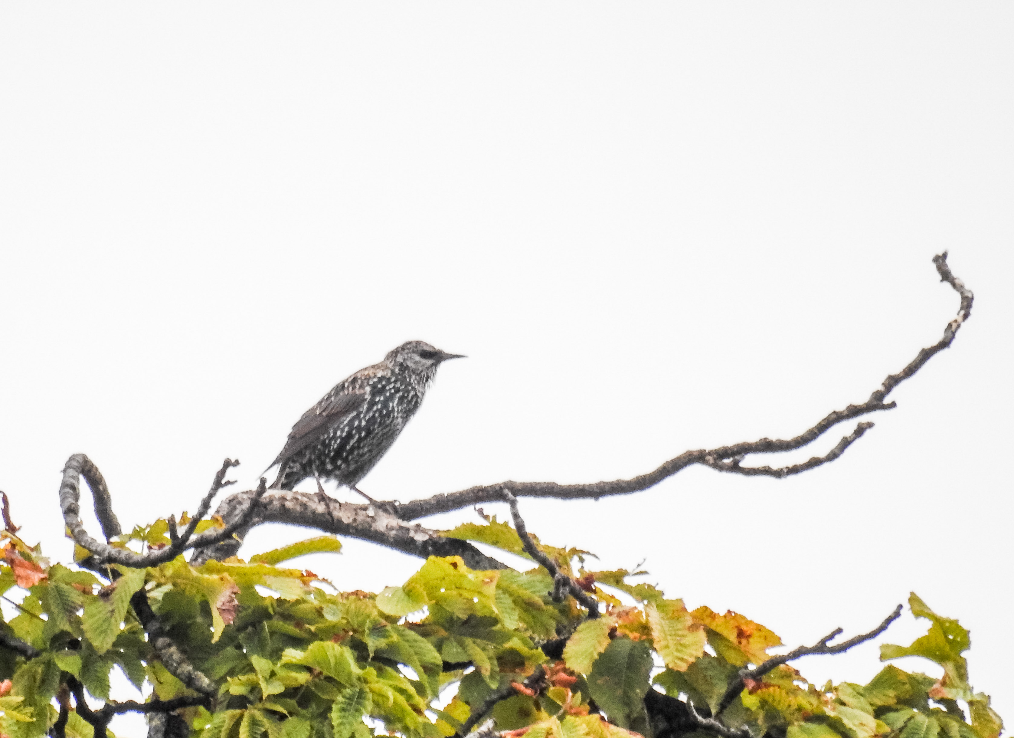 Birding in the Jardin de Luxembourg, Paris | The Natural Traveller