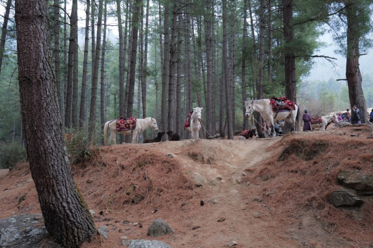Bhutan (4) : A realistic guide to climbing Tiger’s Nest for the not so ...
