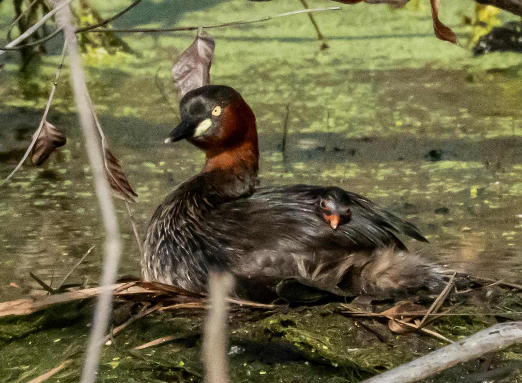 Marina Grove (2) | The Natural Traveller