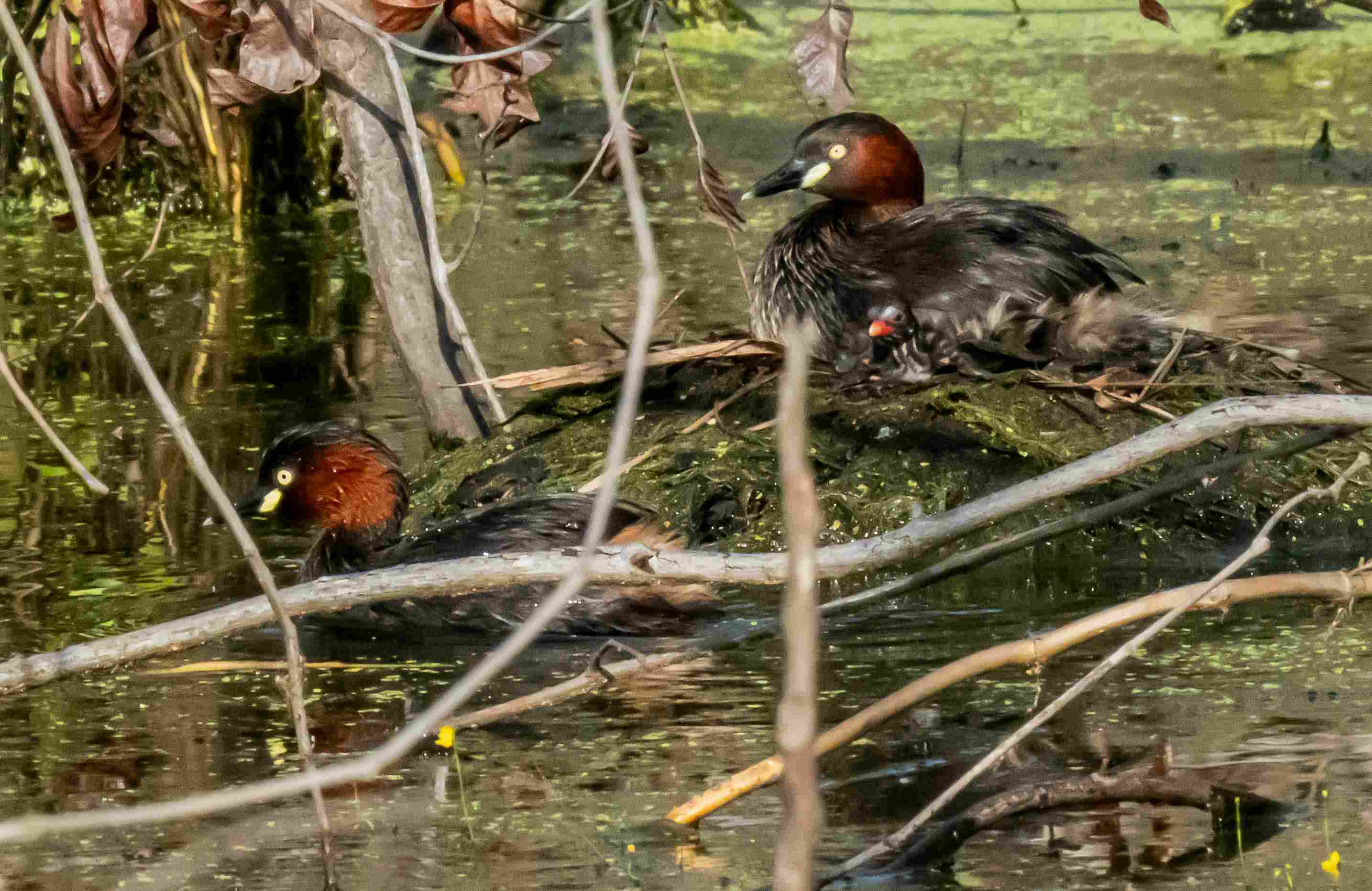 Marina Grove (2) | The Natural Traveller